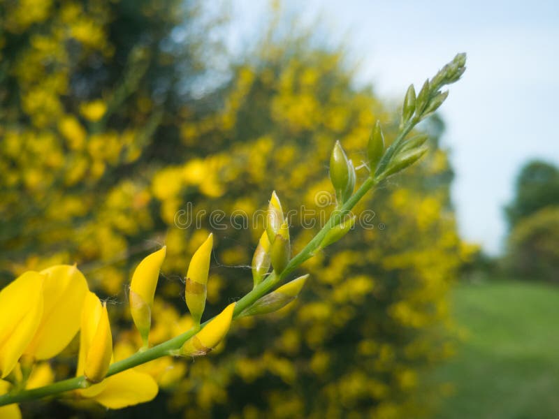 Detail of Yellow Flowers on Tree Branch Stock Image - Image of heart ...