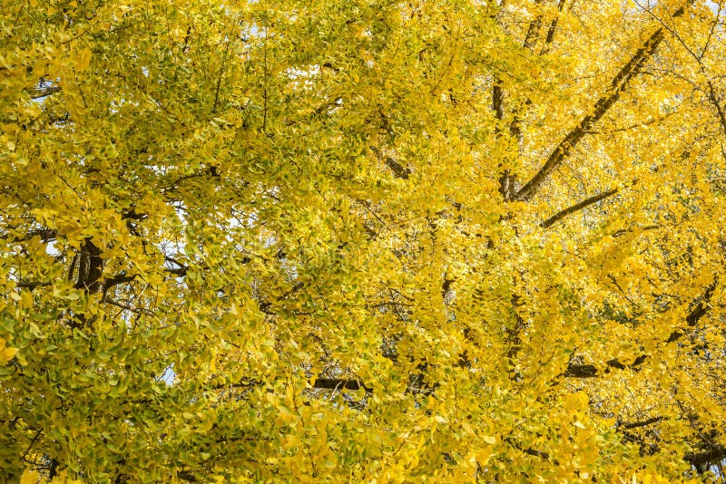 Detail of a Yellow Gingko Tree Stock Image - Image of background, leaf ...