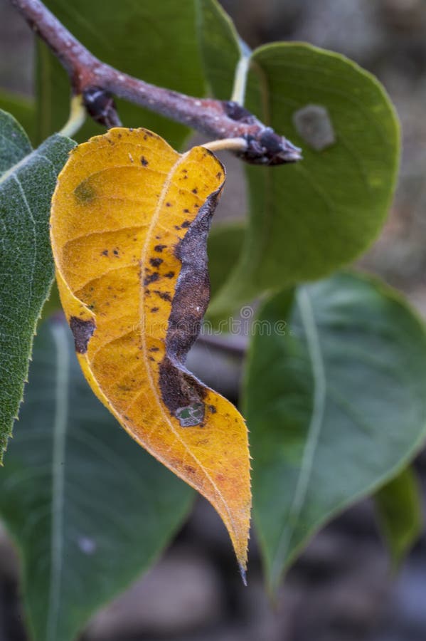 Detail of a Yellow Leaf of an Apple Tree with a Brown Spot and Defect ...
