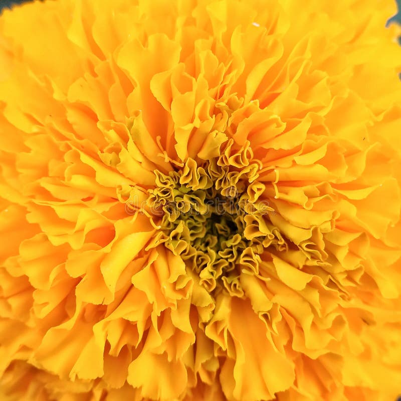 Detail Yellow Marigold Flower Light Stock Image - Image of light ...