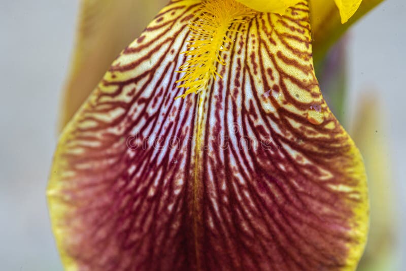 Detail of the Yellow-red Iris Flower Stock Image - Image of garden ...