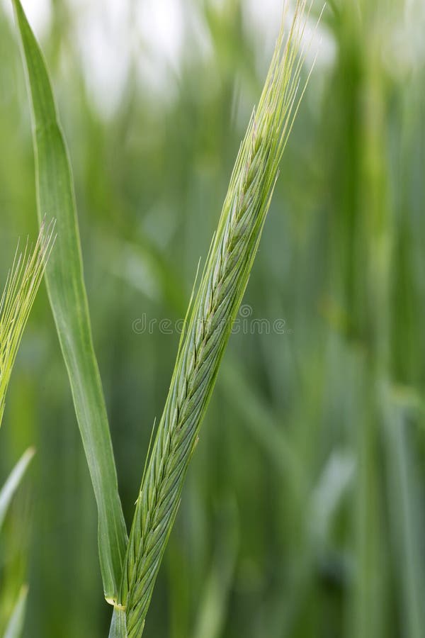 Detail of the Young Green Rye Spike in Nature Stock Photo - Image of ...