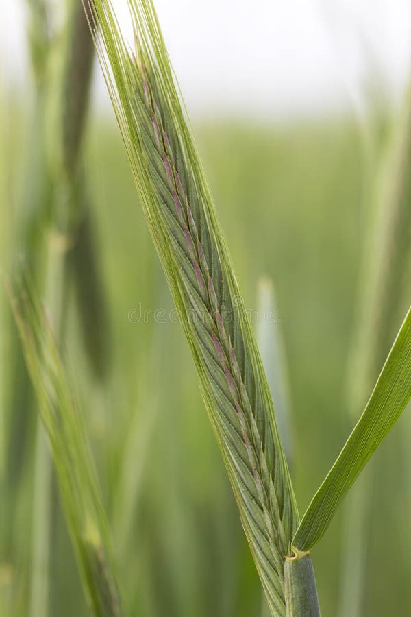 Detail of the Young Green Rye Spike in Nature Stock Image - Image of ...