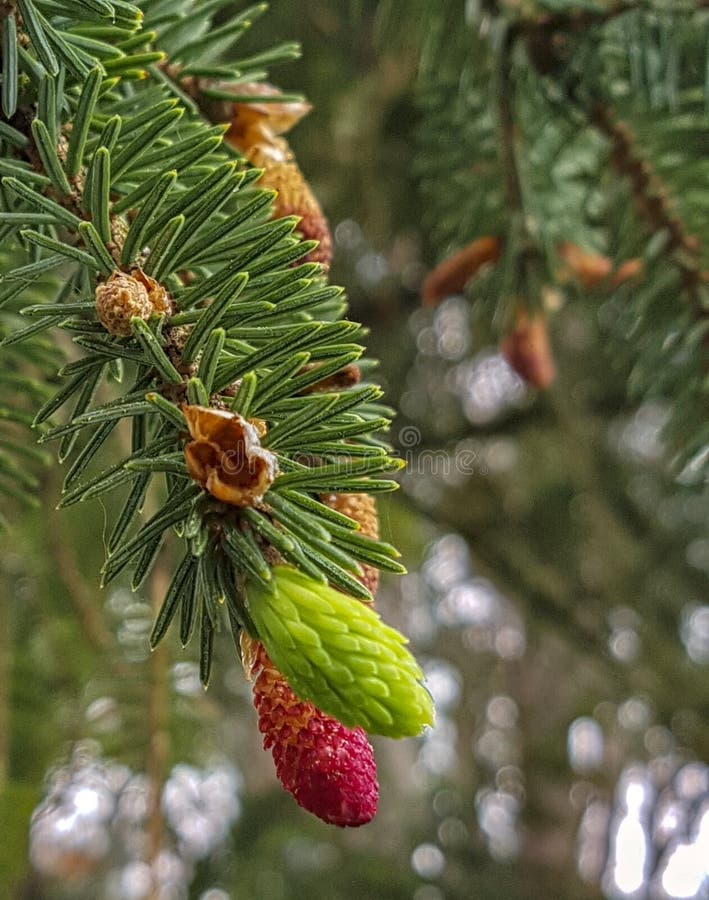 Detail of a Young Spruce Tree. Stock Photo - Image of forest, young ...