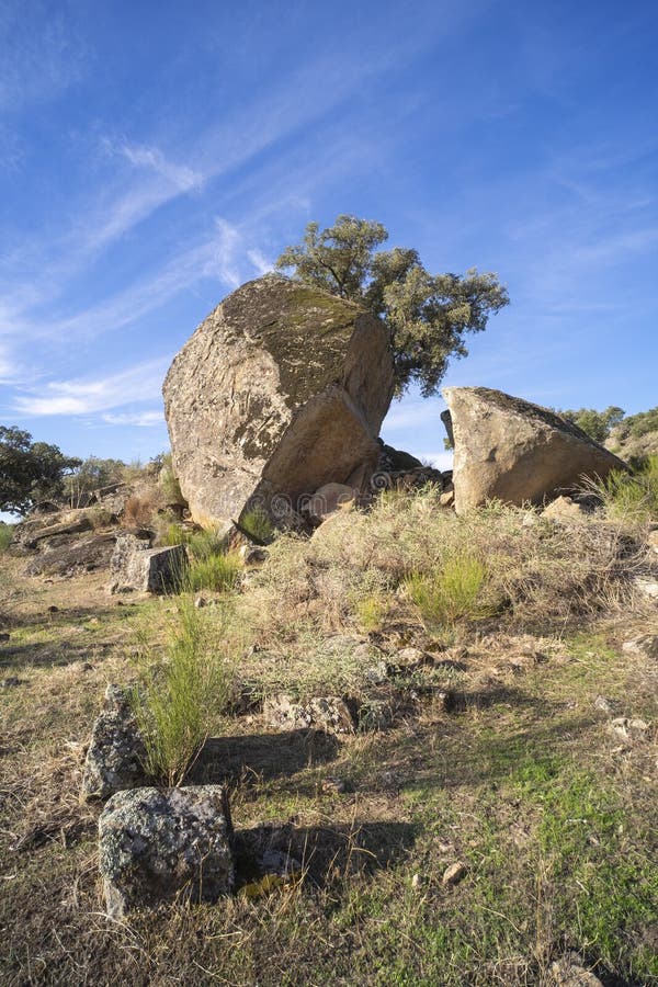 Detail of a Young Tree Growing between Large Granite Rocks Stock Photo ...
