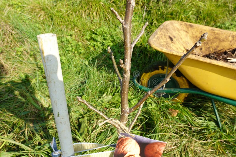Detail of Young Walnut Tree Growing in the Garden with Stake. Walnut ...