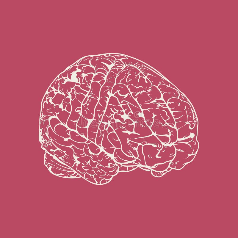 Detailed Anatomical Illustration of Brain in White on Pink Stock Vector ...