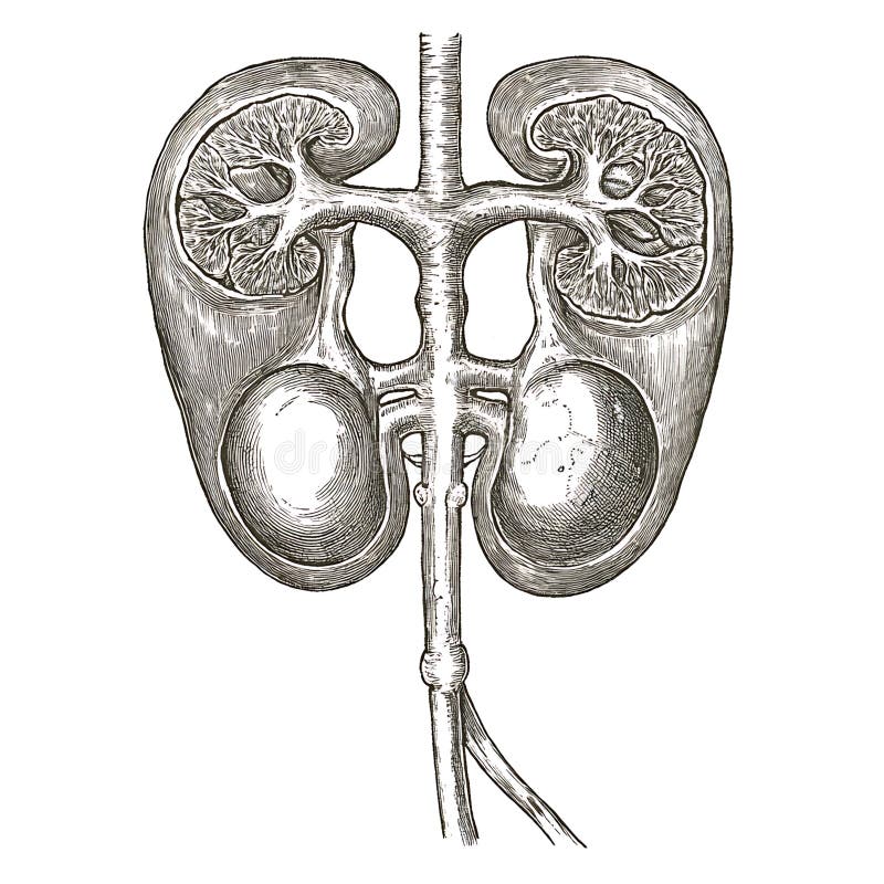 Detailed Anatomical Illustration of Human Kidneys and Ureters Stock ... Detailed Anatomical Illustration of Human Kidneys and Ureters Stock ...