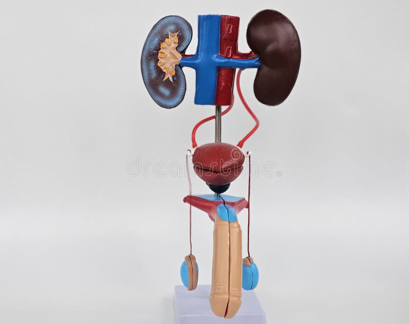 A Detailed Anatomical Model Highlights the Human Urinary System ...