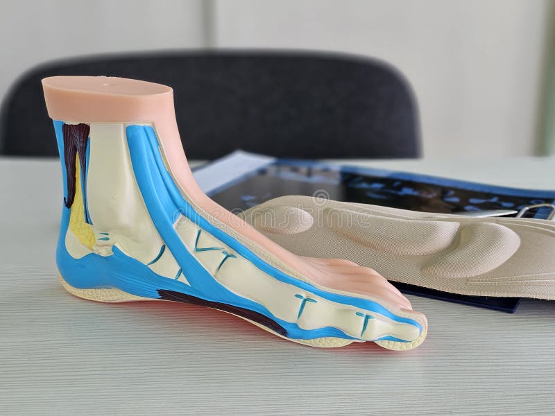 Detailed Anatomical Model of a Human Foot Used for Educational Purposes ...