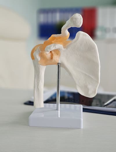 Detailed Anatomical Model of a Human Shoulder Joint Demonstrates ...