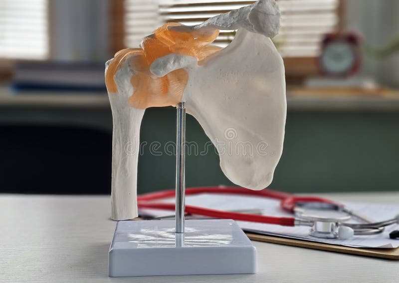 Detailed Anatomical Model Human Shoulder Joint Stock Photos - Free ...