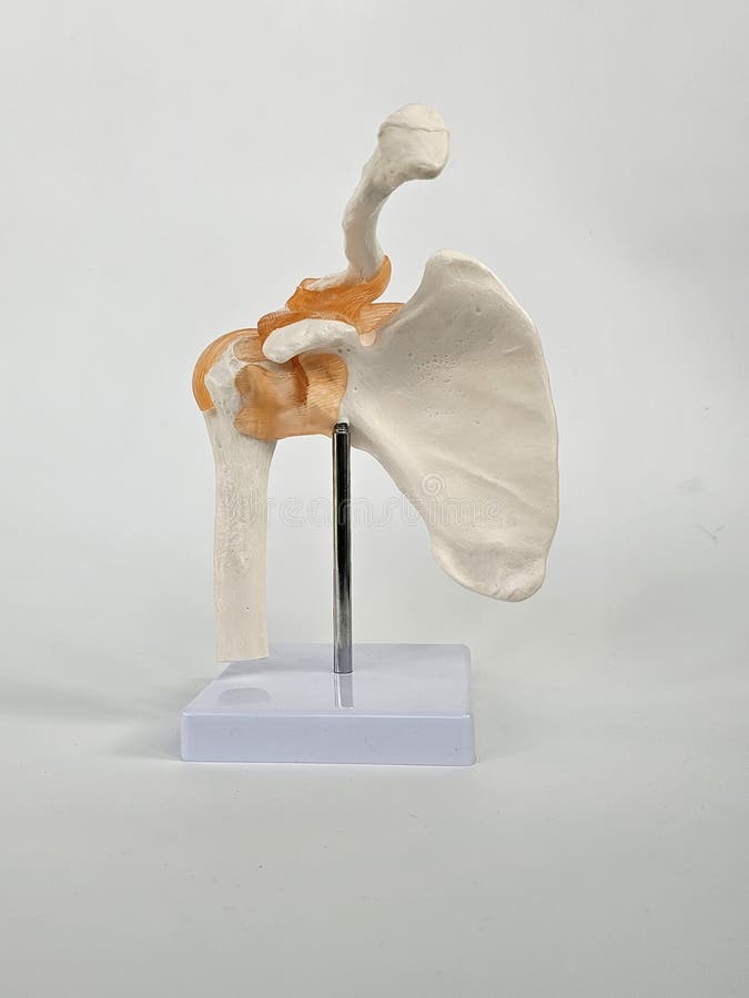 Detailed Anatomical Model of a Human Shoulder Joint Showcasing Its ...