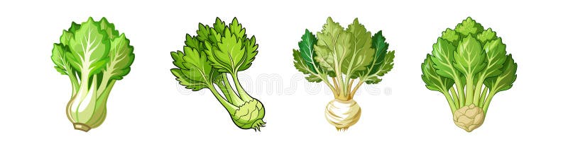 Detailed Angelica Vegetable Illustration with Unique Features Stock ...