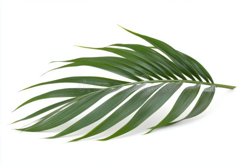 Detailed Areca Palm Leaf Displaying Sharp Linear Patterns Against a ...