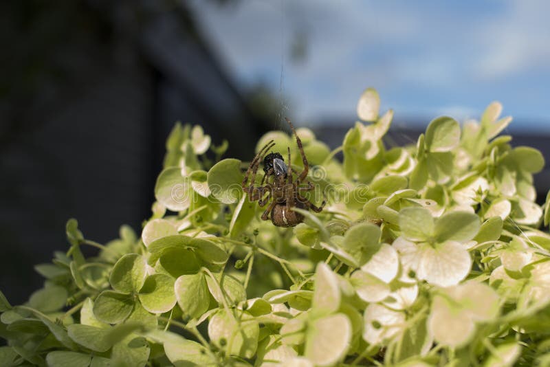 Detailed Backyard Up-close Micro Spider Devouring Little Critter Stock ...