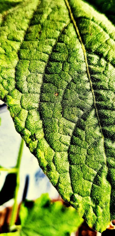 Detailed Beauty in the Curves of a Leave Stock Photo - Image of leave ...