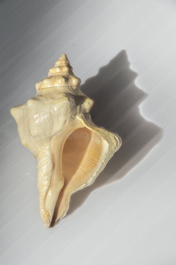 Beige Colour Shell Close Up with White Background Stock Photo - Image ...