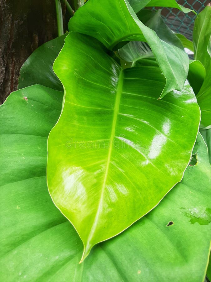 Detailed Big Wide Leaveon a Tree in Tropical Rain Forest Stock Photo ...