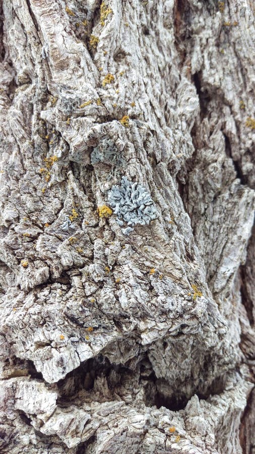 Blue Lichen & Tree Bark Stock Image - Image of nature, detailed: 139967799 Blue Lichen & Tree Bark Stock Image - Image of nature, detailed: 139967799