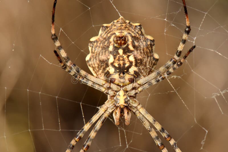 Detailed Body Portrait Spider Its Web Stock Photos - Free & Royalty ...