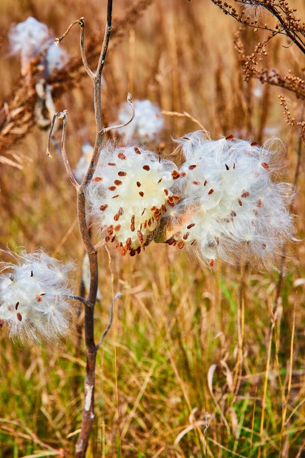 Detailed Branch of Milkweed Cotton Seed Pods in Nature of Fall Fields ...