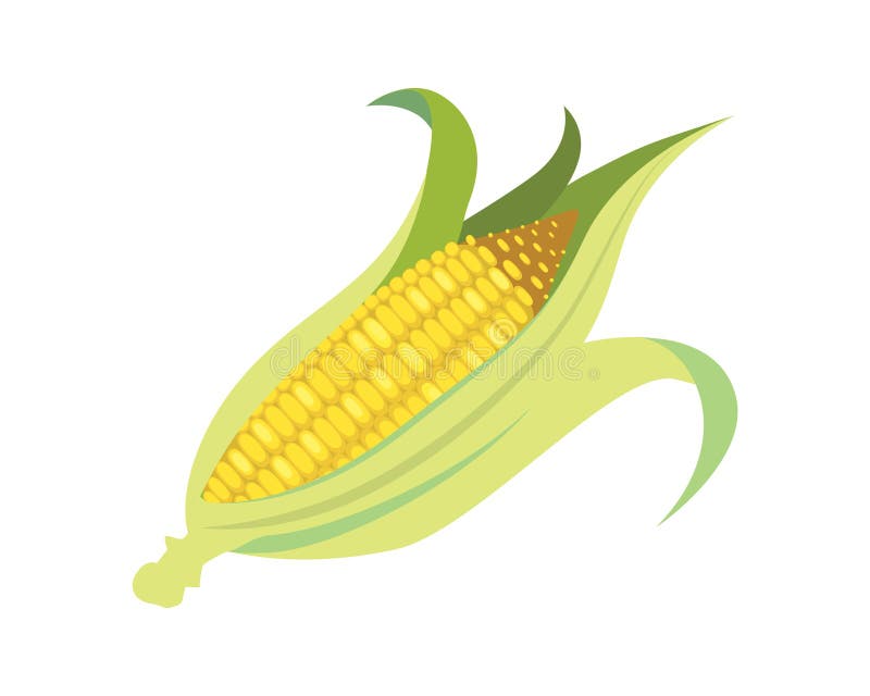 Detailed and Bright Corn or Corncob Together with Corn Husk ...