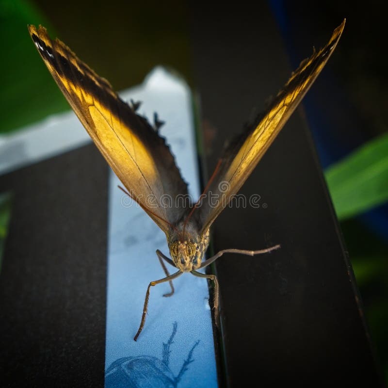 Detailed Butterfly with Colorful Background Stock Image - Image of ...