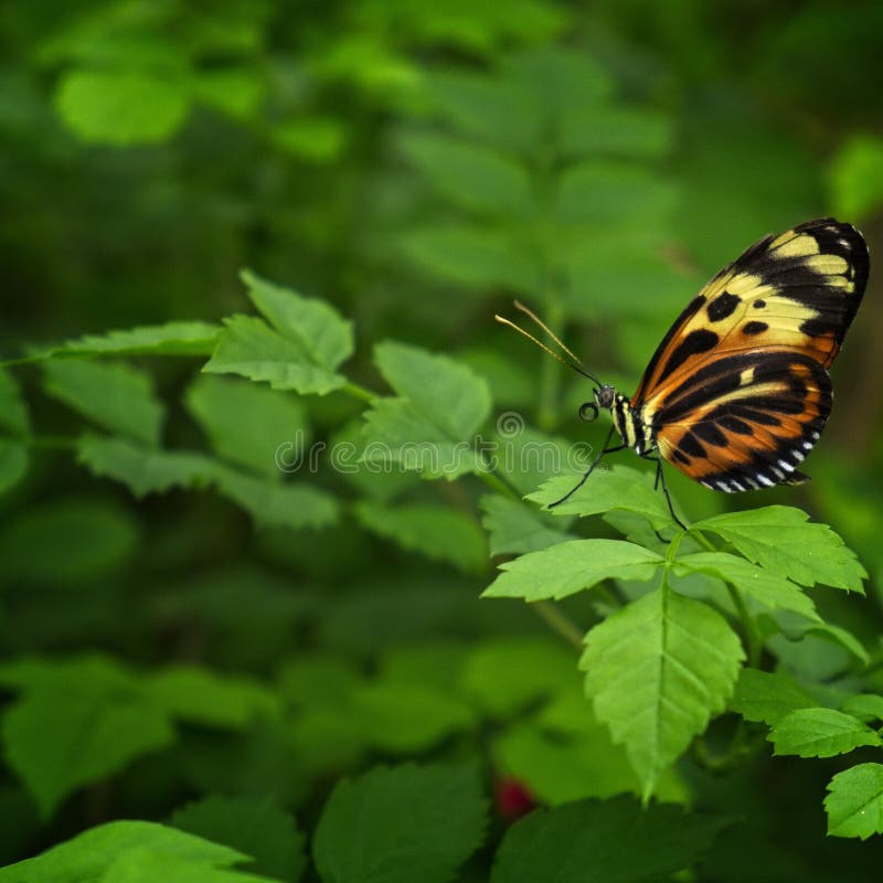Detailed Butterfly with Colorful Background Stock Photo - Image of ...