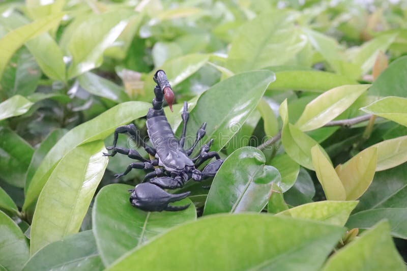 A Detailed and Captivating Close-up View of Scorpion Stock Image ...