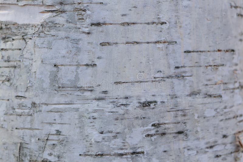 A Closeup View Showcasing the Intricate Texture and Details of Birch ...