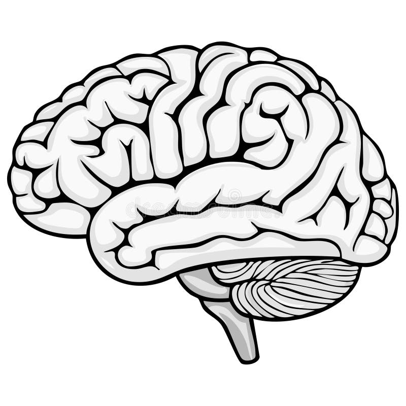 Detailed Cartoon Human Brain Illustration Symbolizing Intelligence and ...