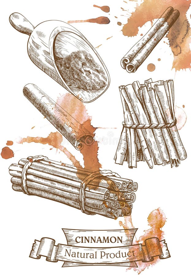 Detailed cinnamon set stock vector. Illustration of brown - 51814686