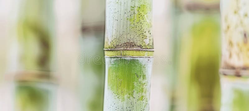 Detailed Close Up of Bamboo Stem on White Background, Emphasizing ...