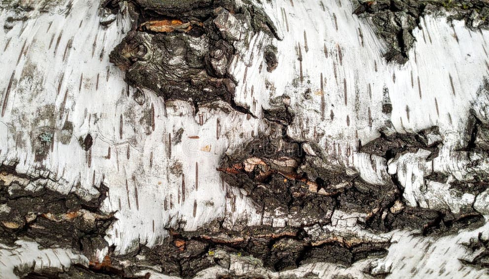 Detailed Close Up of Black and White Birch Tree Bark Texture Background Stock Illustration ...