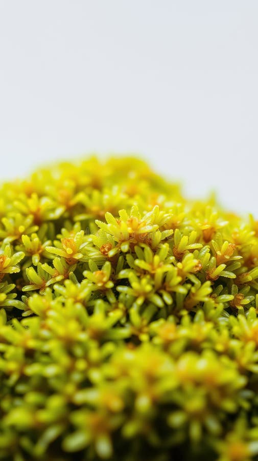 Close-up View Reveals Vibrant Yellow Moss Flourishing in a Natural ...