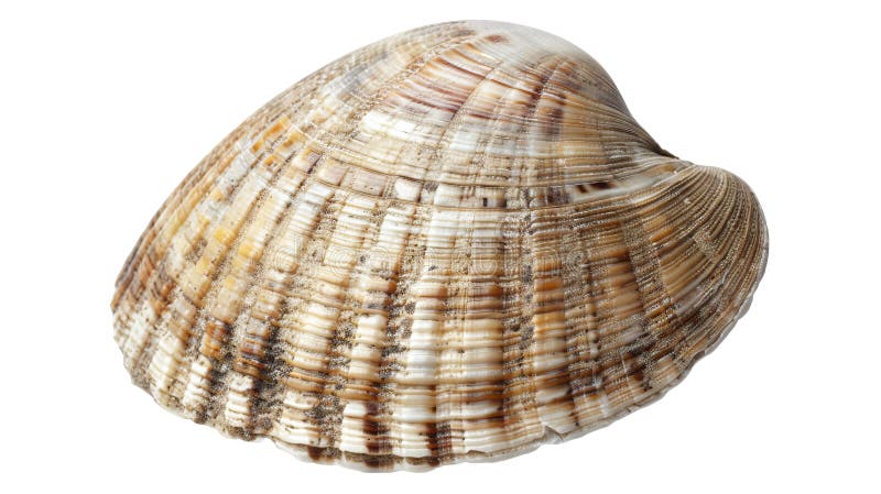 Close-up View of a Textured Shell Showcasing Intricate Details and ...