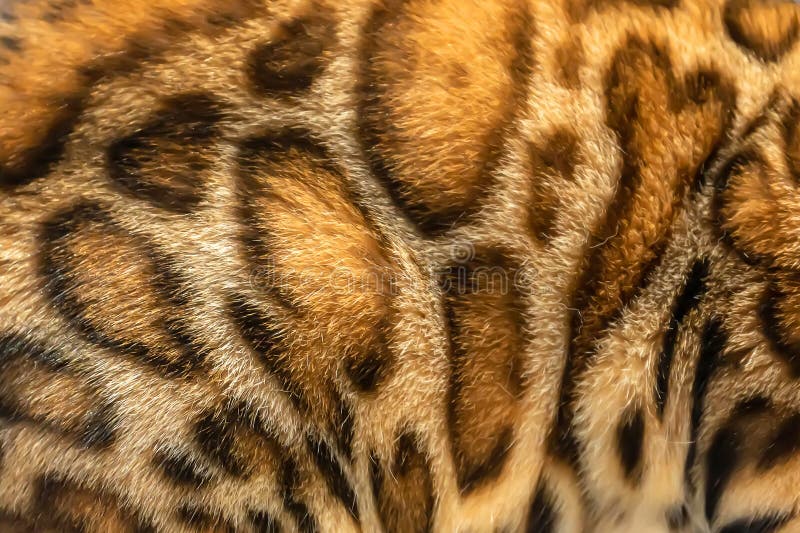 Cat fur texture stock photo. Image of furry, pretty - 282957938