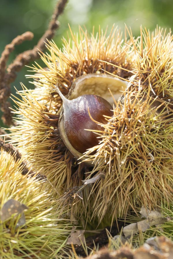 Detailed Close Up of Chestnut Inside Hedgehog Stock Photo - Image of ...