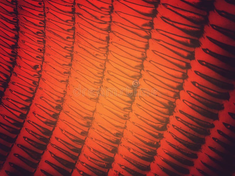 Detailed Close-up of Colorful Red Pattern Background Stock Illustration ...