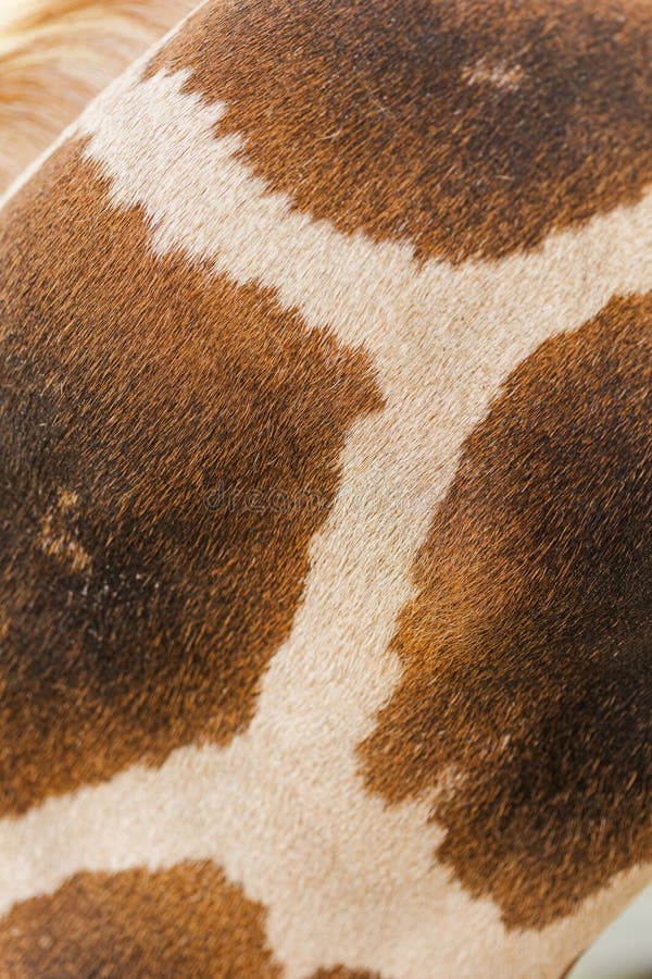 Detailed Close-up of Cow S Skin Texture Stock Photo - Image of black ...