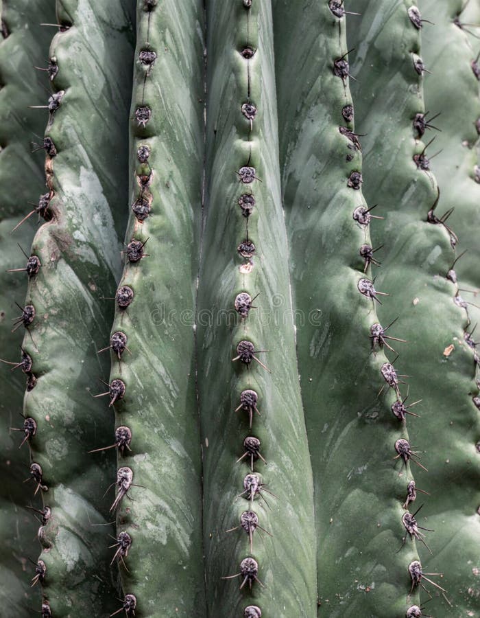 Detailed Close Up of a Green Cactus Texture Showing Thorn and Vertical ...