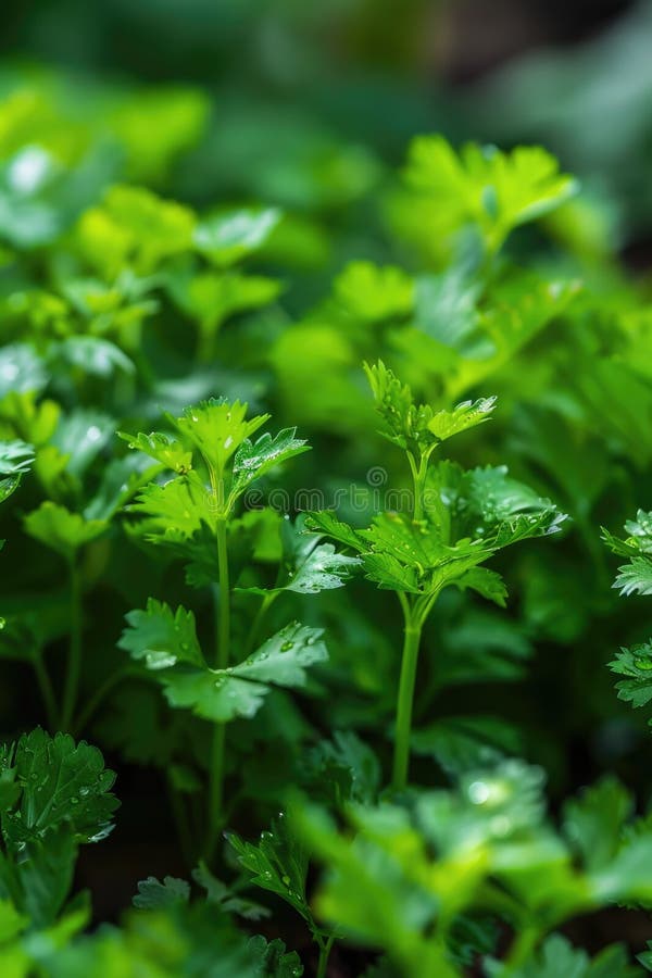 Detailed Close Up of Green Plants. Perfect for Botanical Projects Stock ...