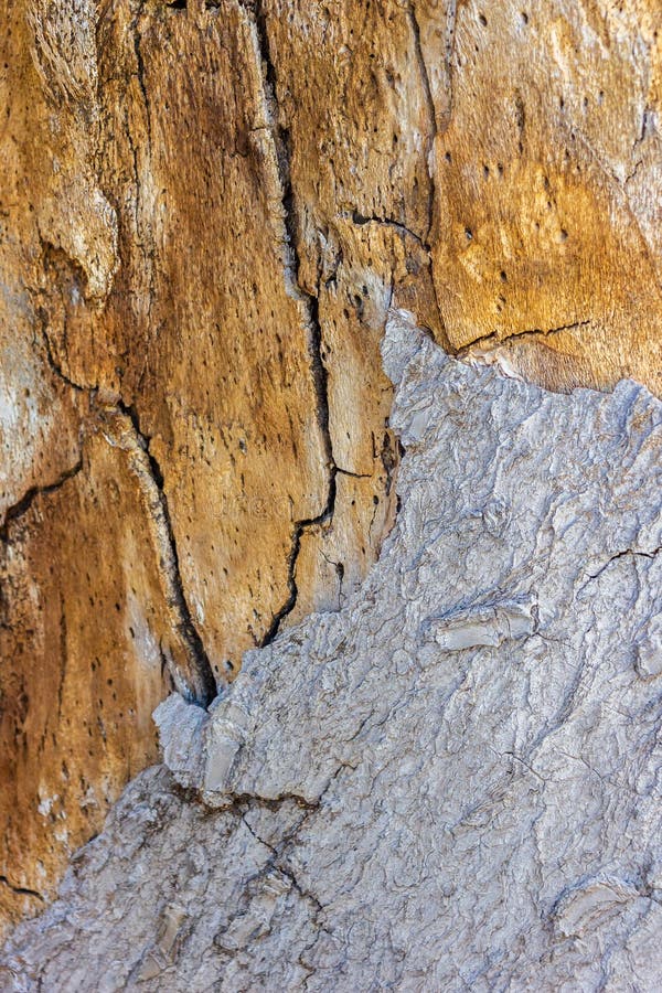 Close Up Split Tree Bark Revealing Natural Textures Decay Stock Photos ...