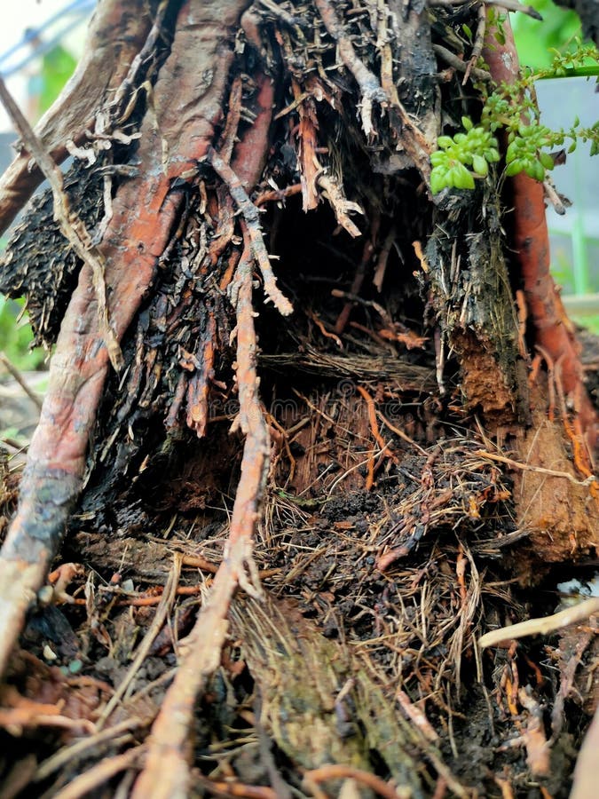 Exposed Tree Roots Texture stock photo. Image of close - 386248622