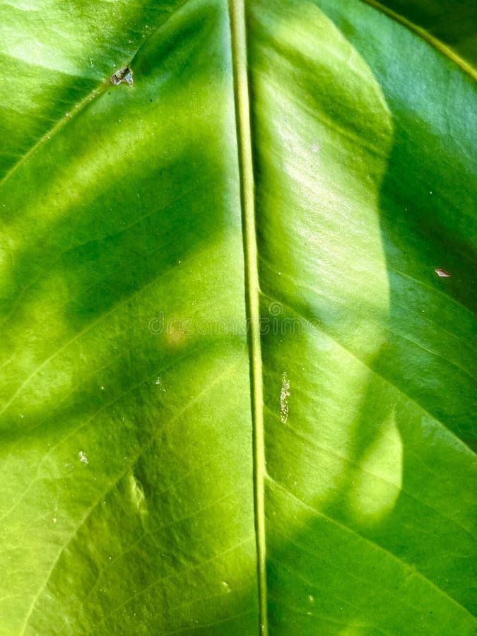 Detailed Close-Up Leaf Texture Study Stock Image - Image of patterns ...
