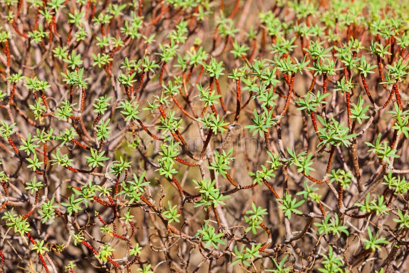 Close Up of Tiny Branches with Leaves Stock Photo - Image of texture ...