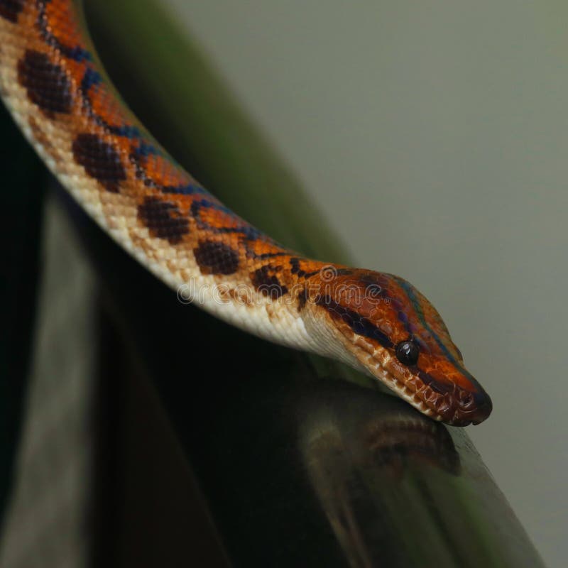 Detailed Close Up of a Rainbow Snake Head. Its Can Reflect Sunlight ...
