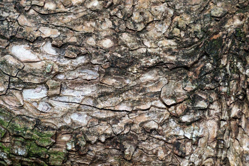 Detailed Close-Up of Rough and Cracked Tree Bark Texture Stock Photo ...