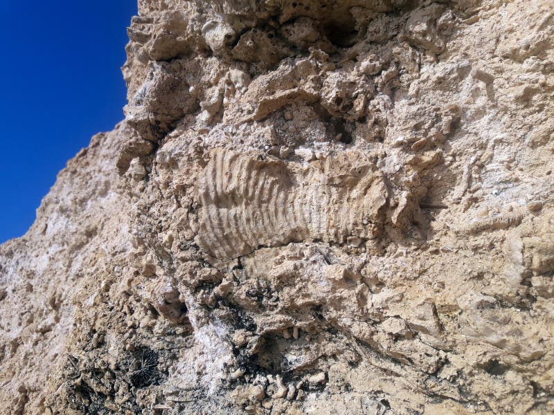 Detailed Close Up of Sandy Cliff with Embedded Fossil and Textured ...